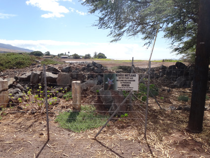 Caring for Koheo | The Molokai Dispatch