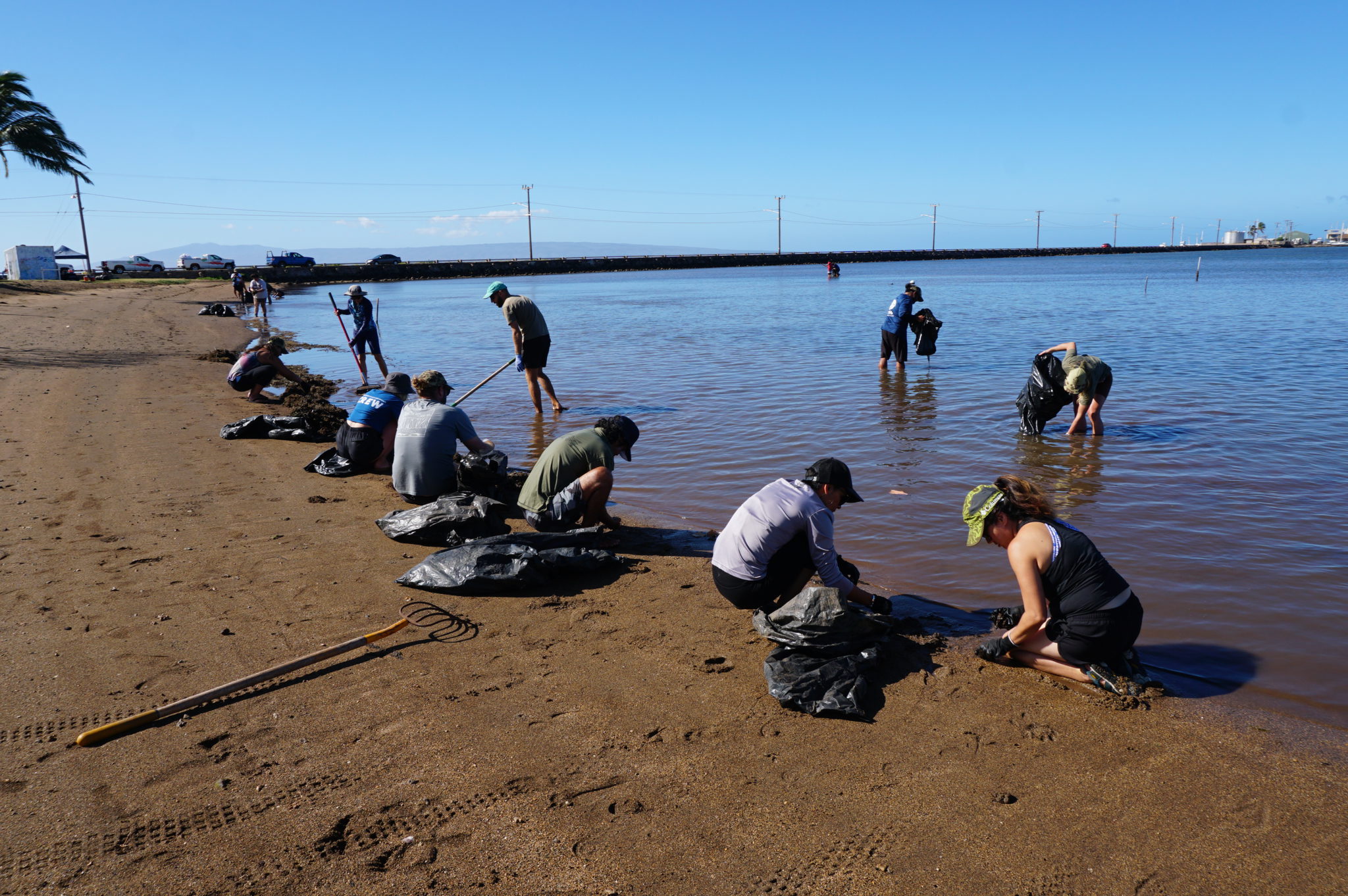 Gorilla Ogo Be Gone | The Molokai Dispatch