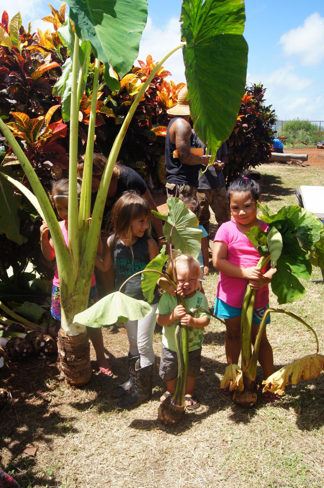 Celebrating a Queen's Love of Kalo | The Molokai Dispatch