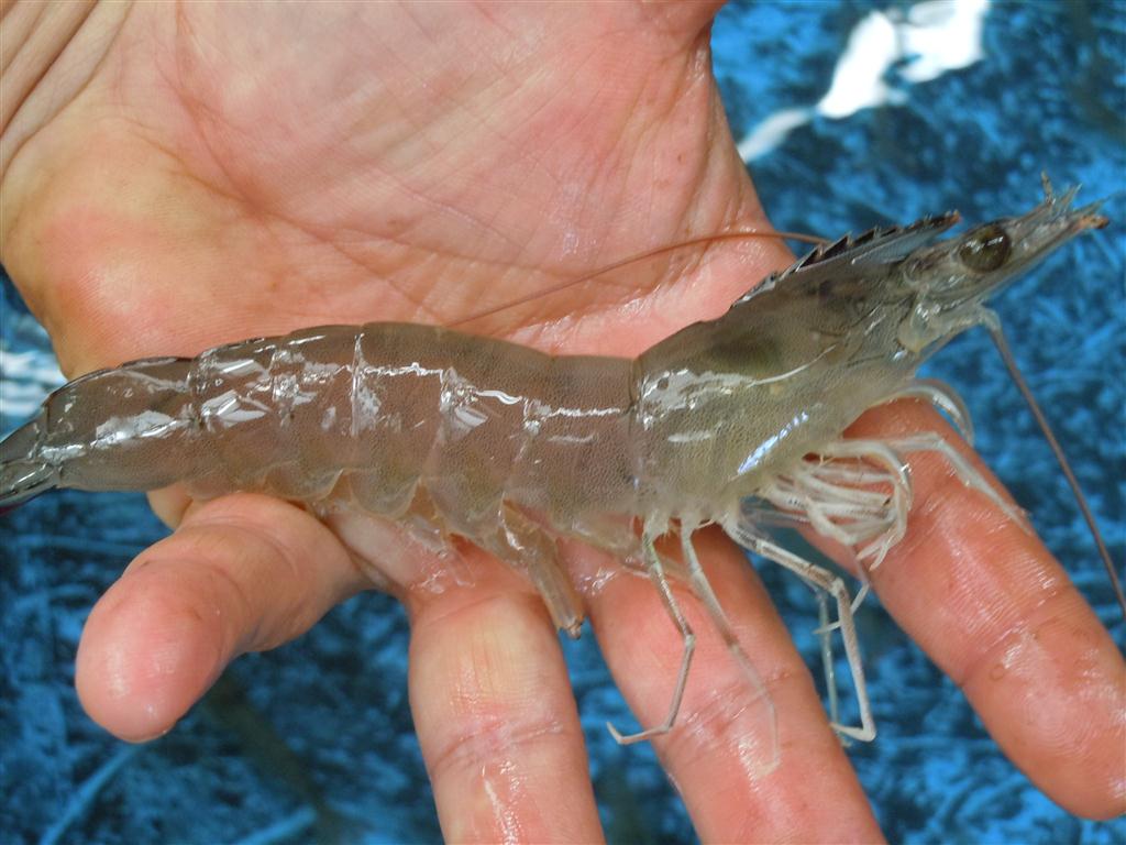No Shrimp of a Business | The Molokai Dispatch