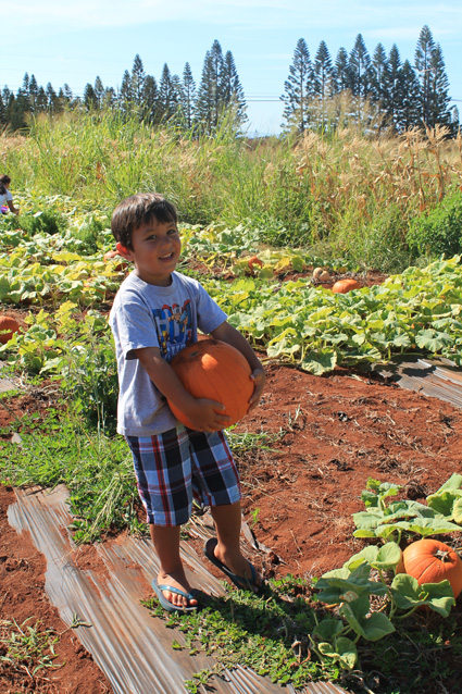 The Perfect Pick | The Molokai Dispatch