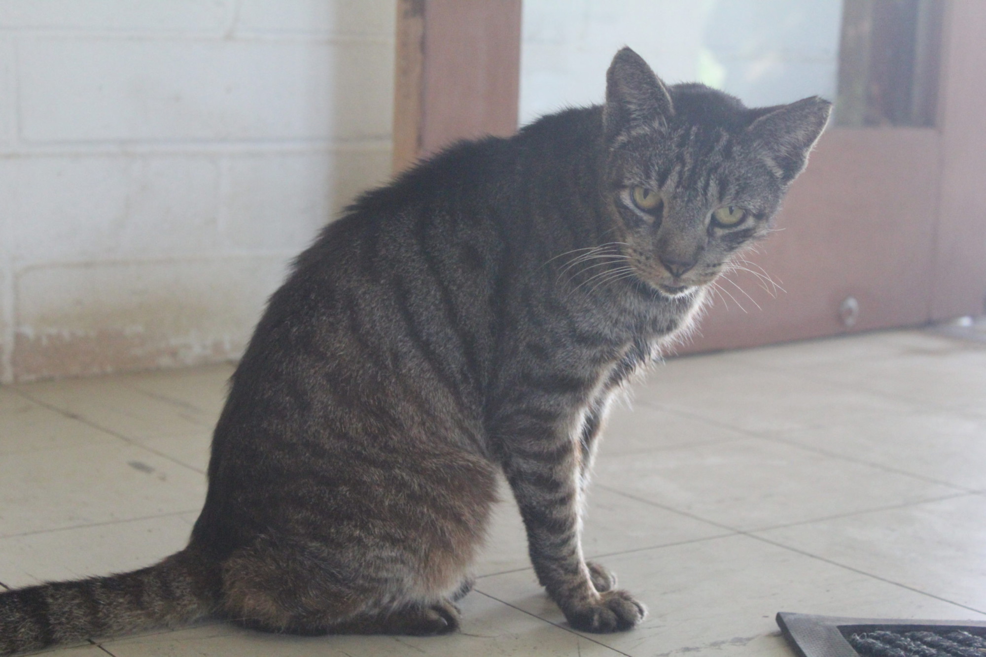 Caring for Kalaupapa’s Cats | The Molokai Dispatch