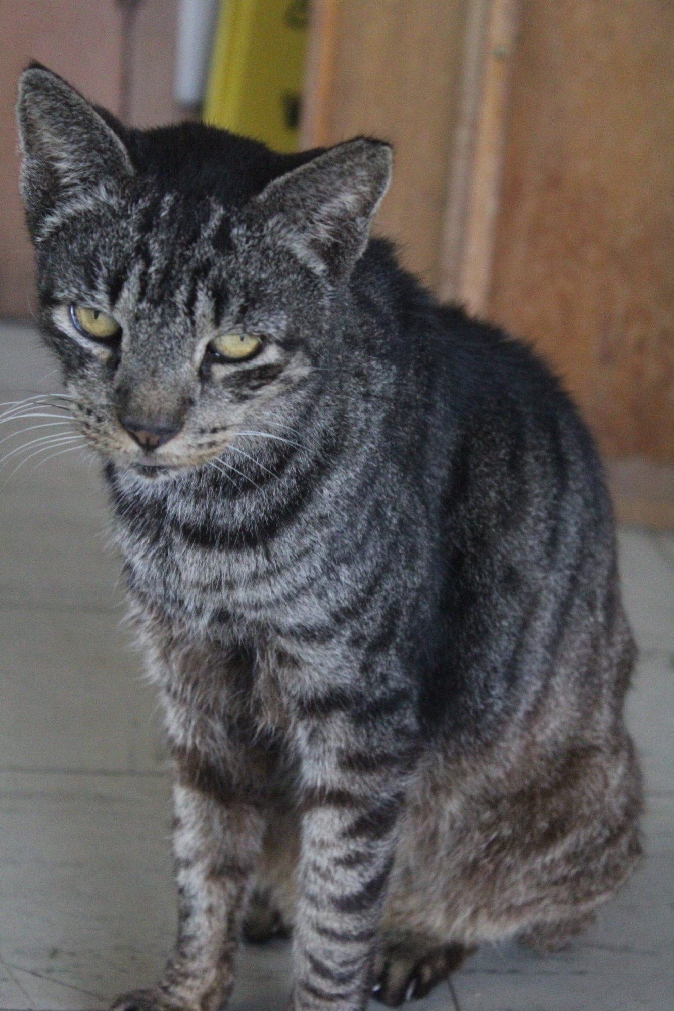 Caring for Kalaupapa’s Cats | The Molokai Dispatch