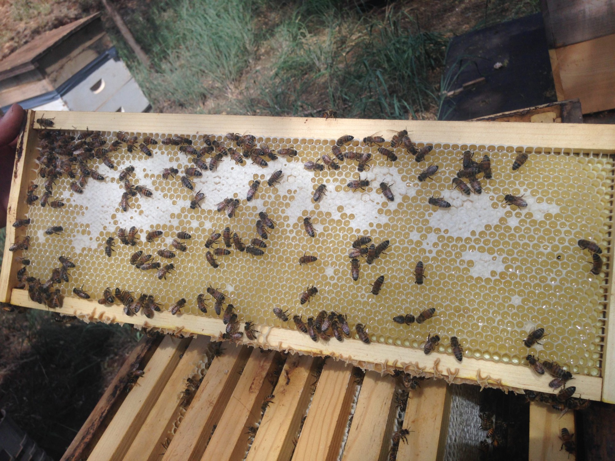 Molokai Gold a Buzzing Business | The Molokai Dispatch