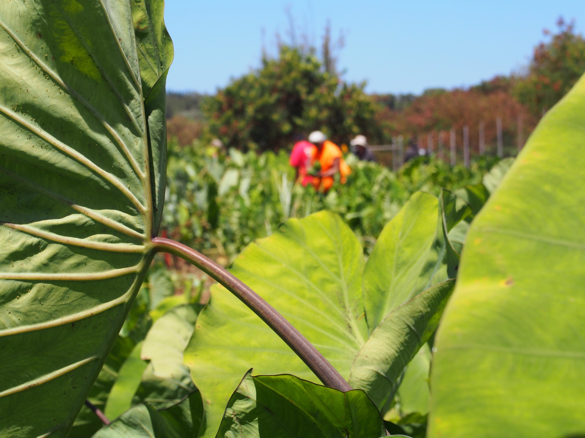 Perpetuating Taro | The Molokai Dispatch