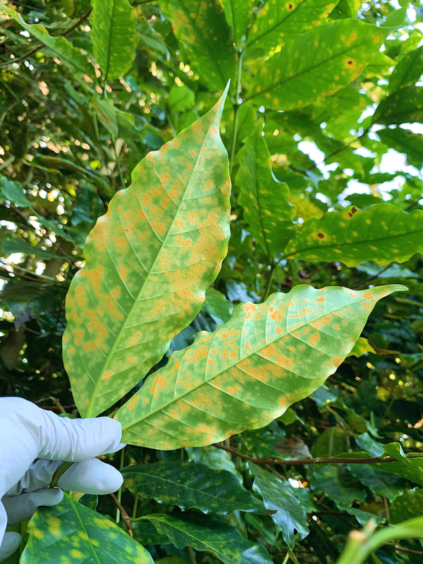 Coffee Leaf Rust Found on Molokai | The Molokai Dispatch