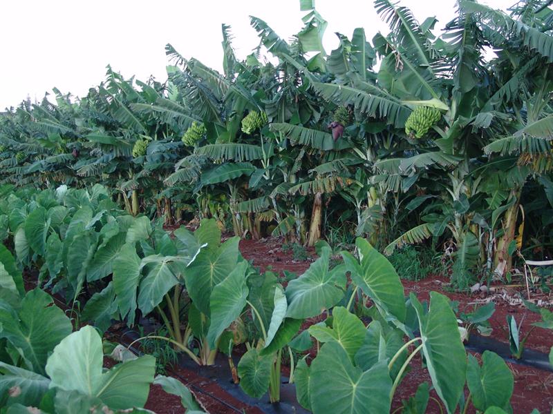 Growing Dryland Taro Part I | The Molokai Dispatch